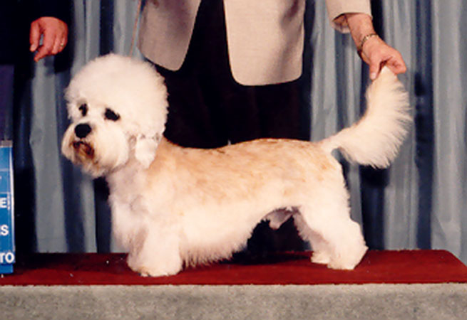Dandie Dinmont Standard – Dandie Dinmont Terrier Club of Canada